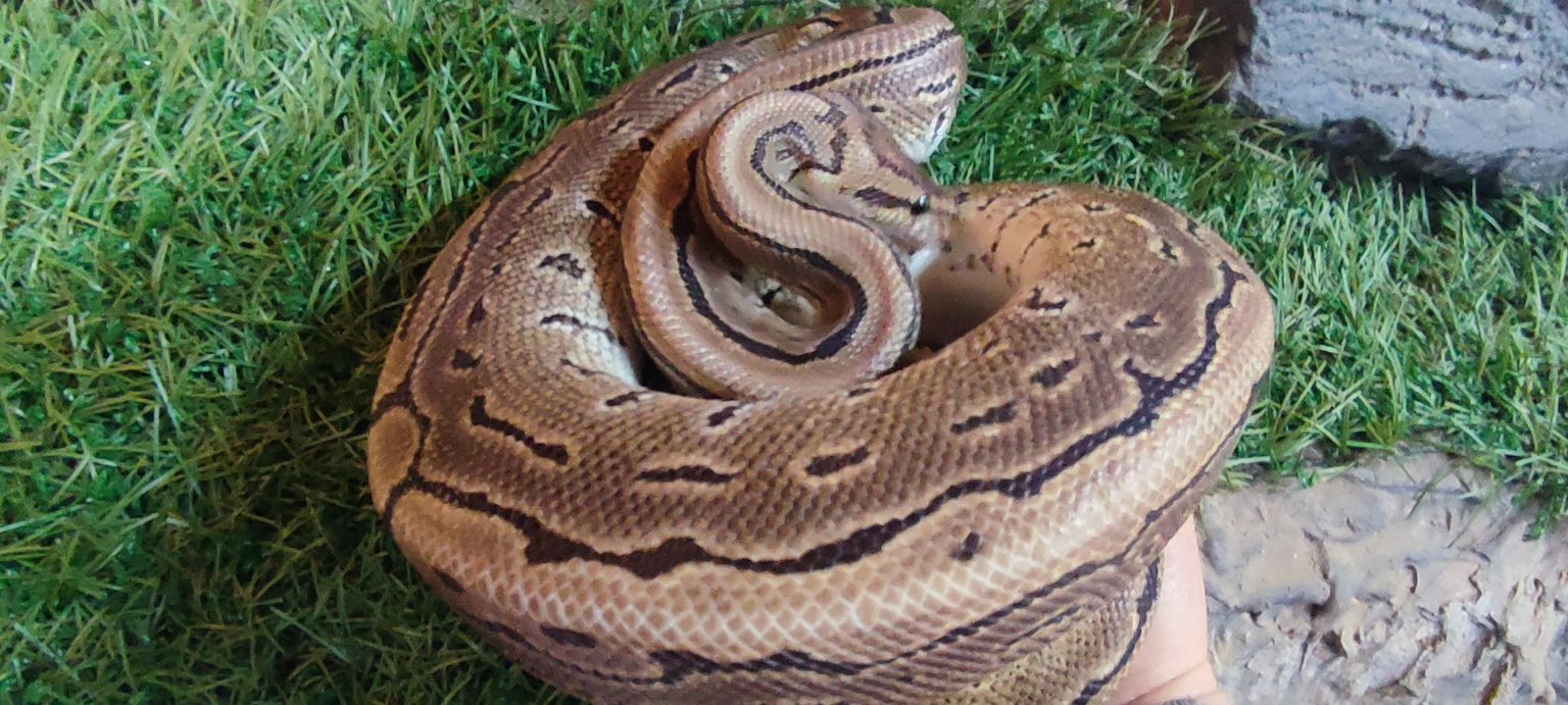 Reptiles Archives - The World of Fish and Pets