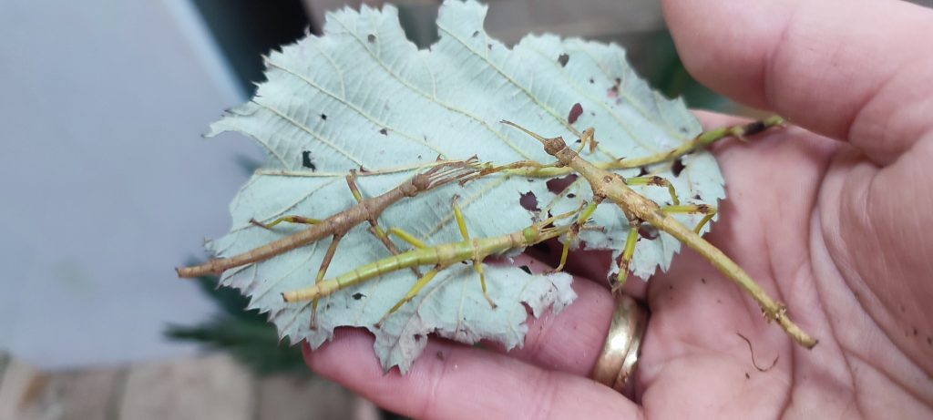 Zompro Stick Insects - The World of Fish and Pets